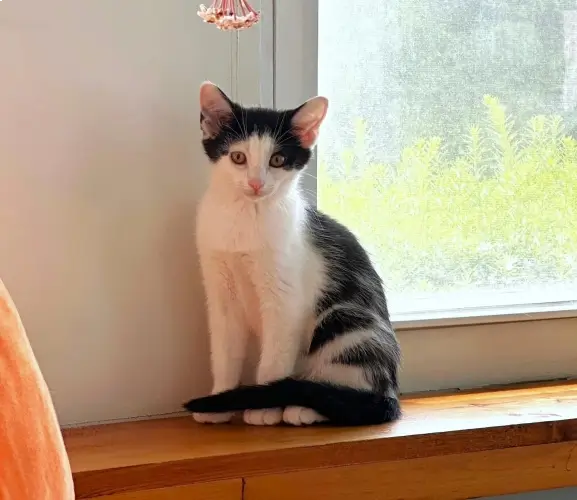 Custom Shopify Platform for Fundraising & Multi-System Integration